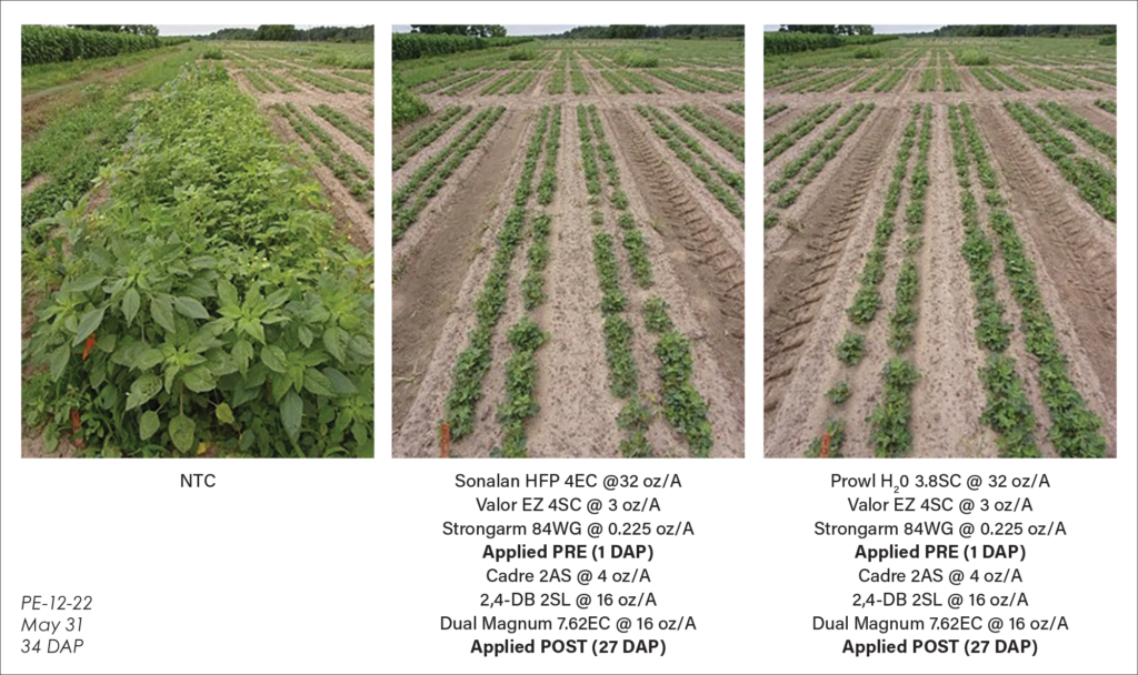 Top 5 Common Weed Problems - Peanut Grower